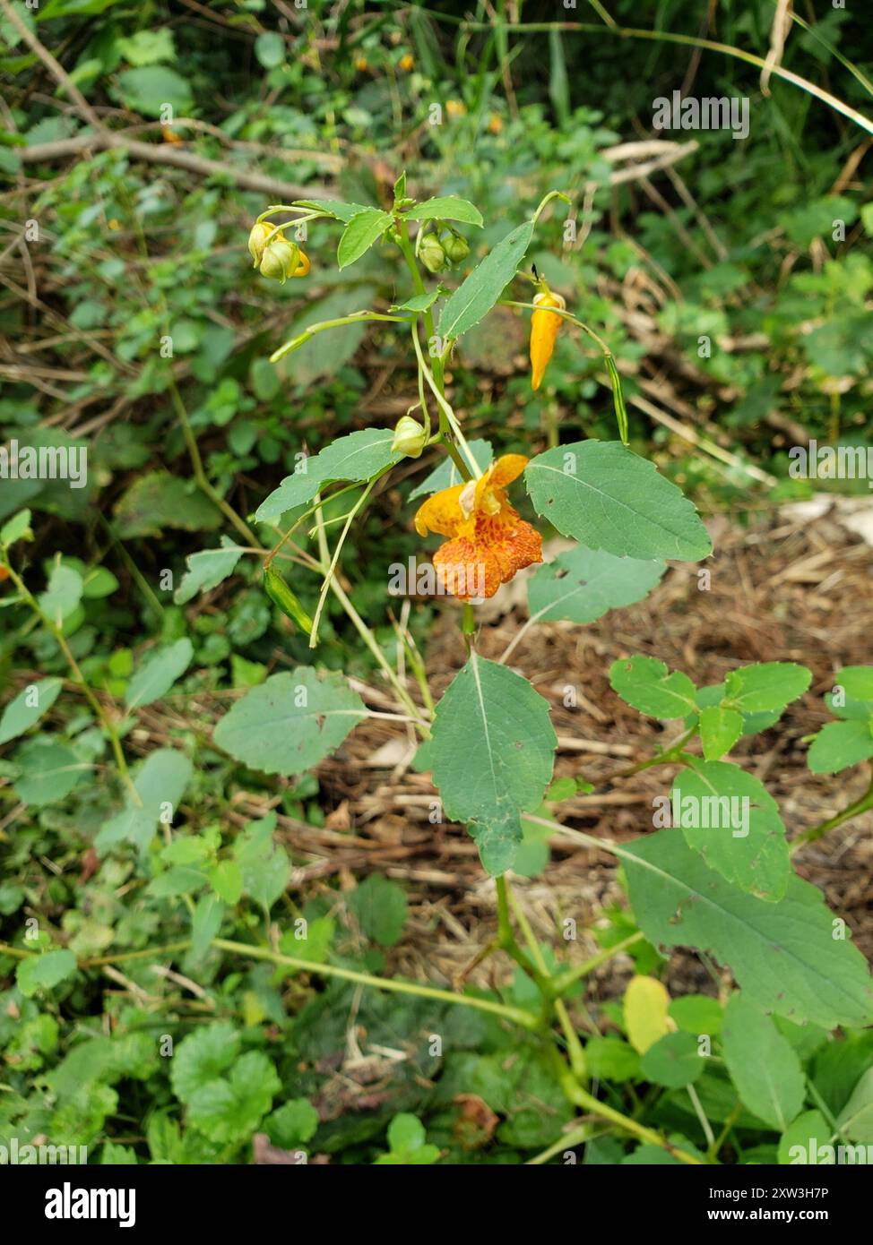 common jewelweed (Impatiens capensis) Plantae Stock Photo - Alamy