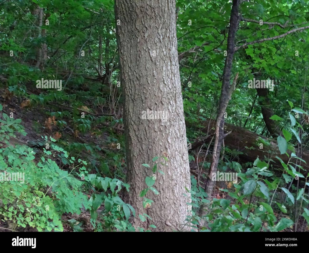black maple (Acer nigrum) Plantae Stock Photo - Alamy