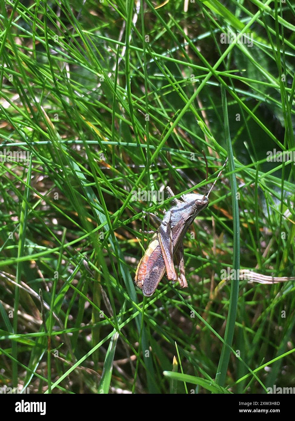 Bow-winged Grasshopper (Chorthippus biguttulus) Insecta Stock Photo - Alamy