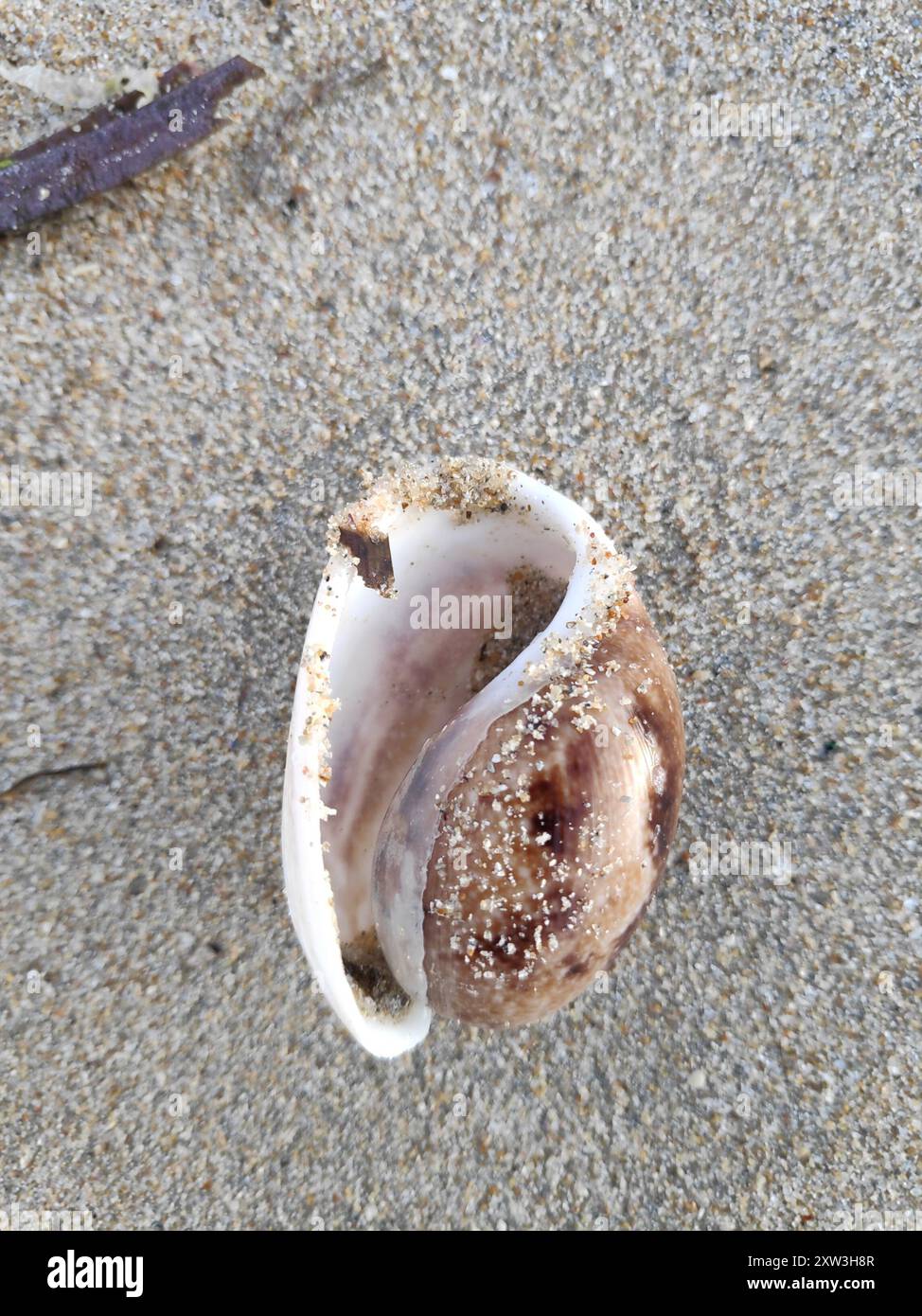 Bulla ampulla hi-res stock photography and images - Alamy