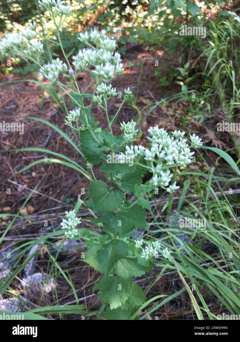 round-leaved boneset (Eupatorium rotundifolium) Plantae Stock Photo - Alamy