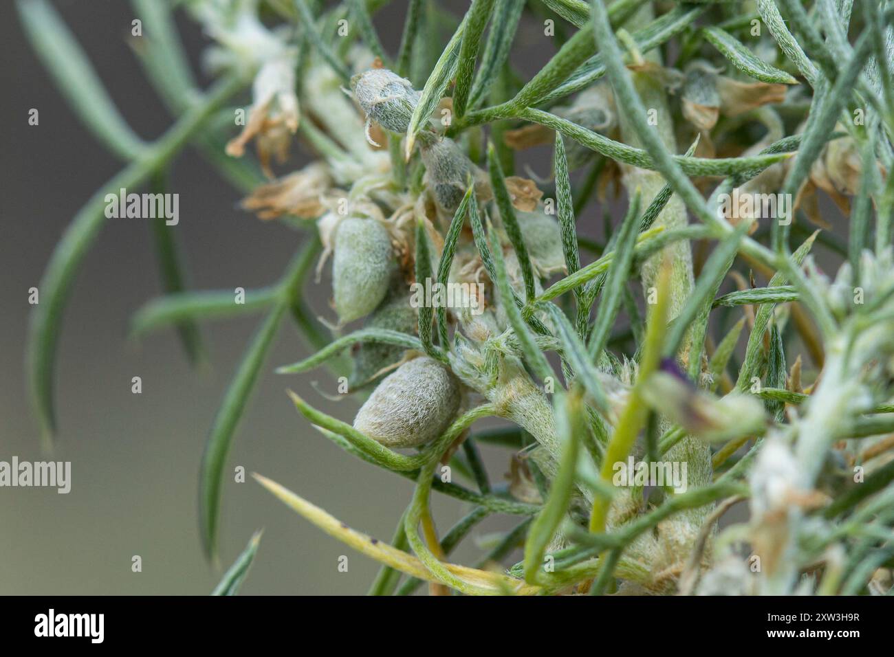 Spiny Milkvetch (Astragalus kentrophyta) Plantae Stock Photo - Alamy