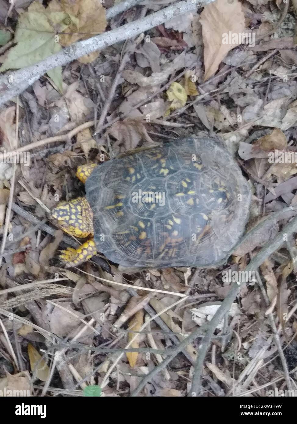 Eastern Box Turtle (Terrapene carolina carolina) Reptilia Stock Photo ...