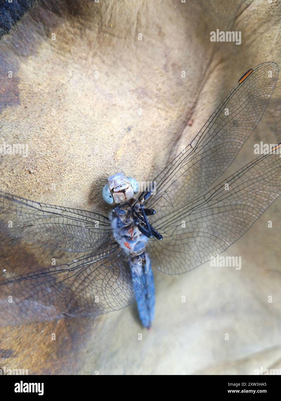 Southern Skimmer (Orthetrum brunneum) Insecta Stock Photo - Alamy