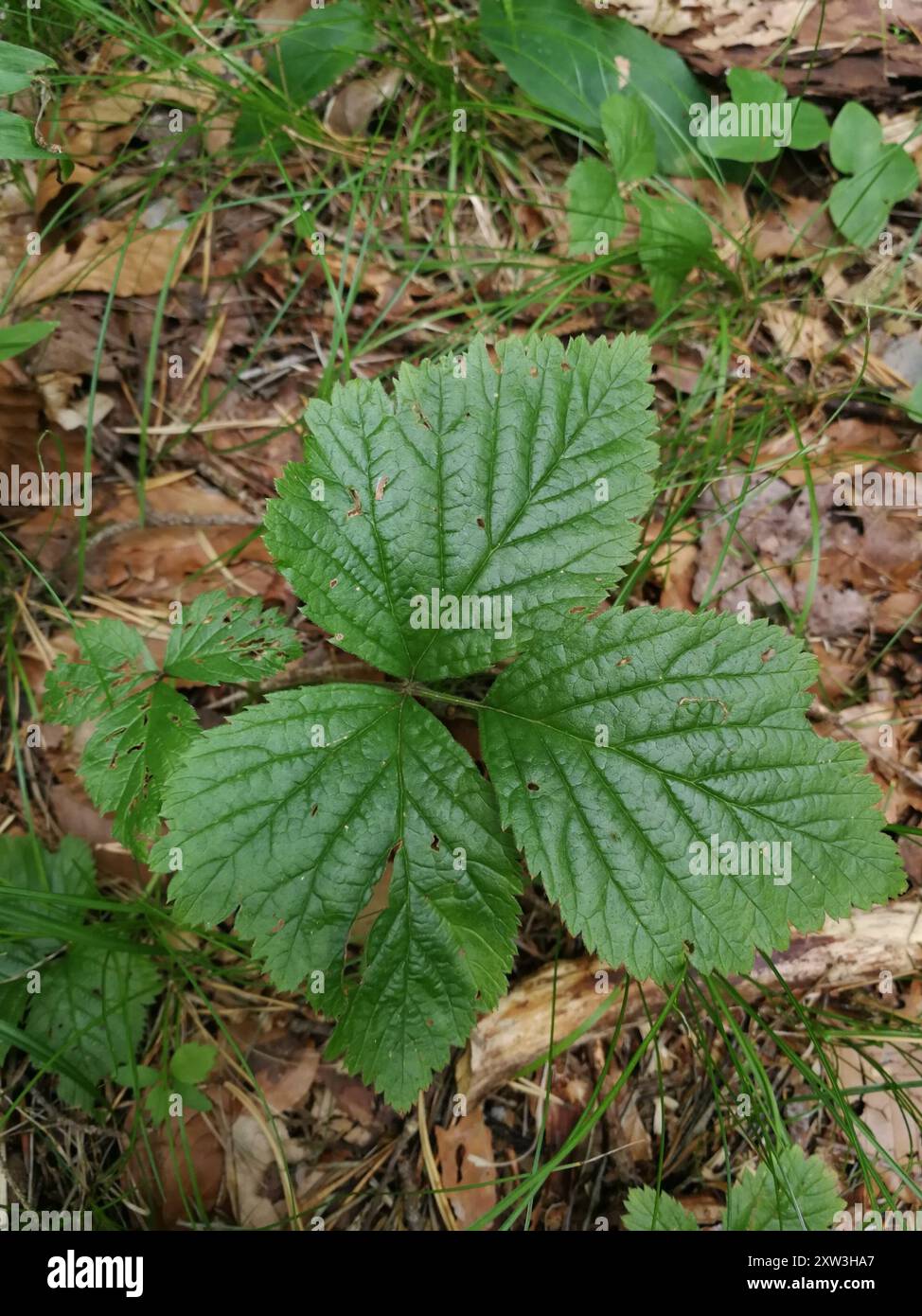 Stone Bramble (Rubus saxatilis) Plantae Stock Photo - Alamy