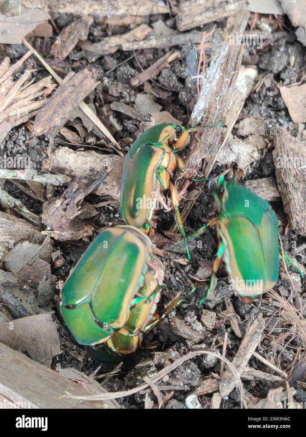 Common Green June Beetle (Cotinis nitida) Insecta Stock Photo - Alamy