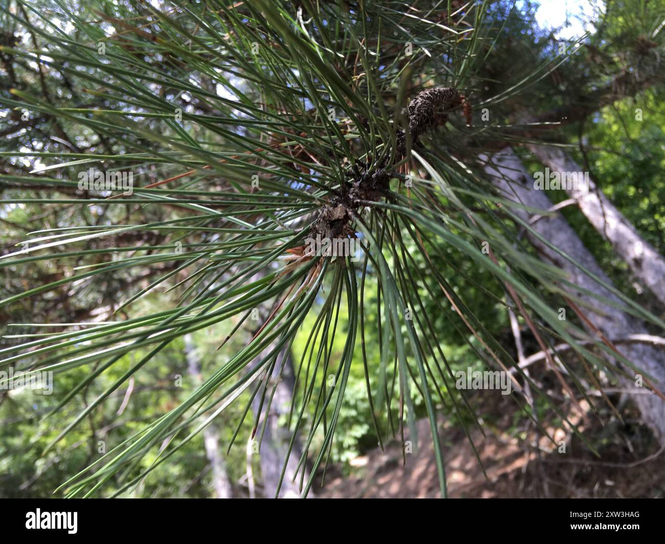 Crimean Pine (Pinus nigra pallasiana) Plantae Stock Photo - Alamy