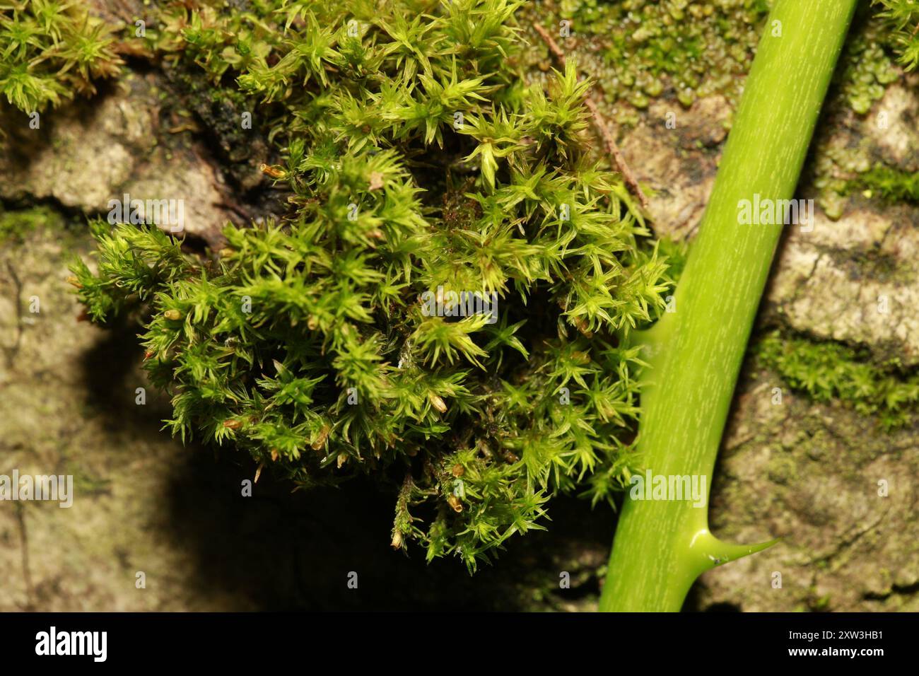 Wood Bristle-moss (Lewinskya affinis) Plantae Stock Photo - Alamy