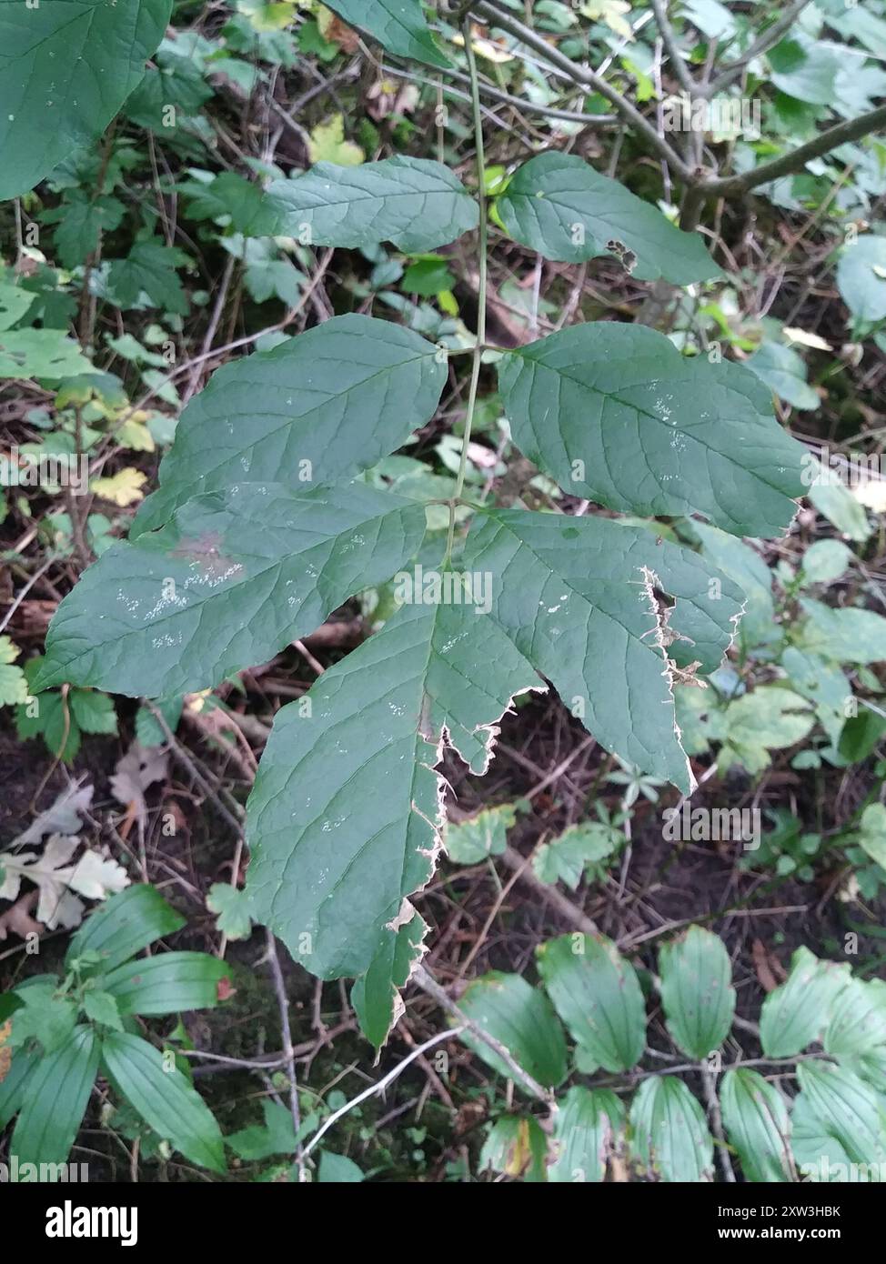 ashes (Fraxinus) Plantae Stock Photo - Alamy