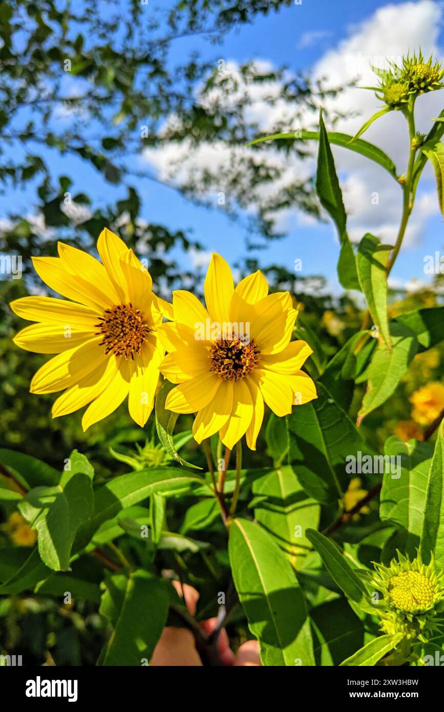 sawtooth sunflower (Helianthus grosseserratus) Plantae Stock Photo - Alamy