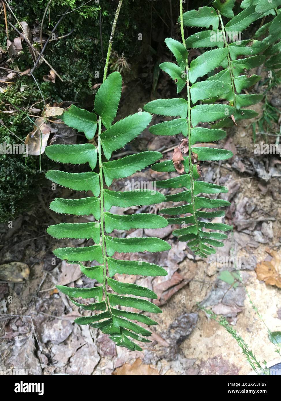 Christmas fern (Polystichum acrostichoides) Plantae Stock Photo - Alamy