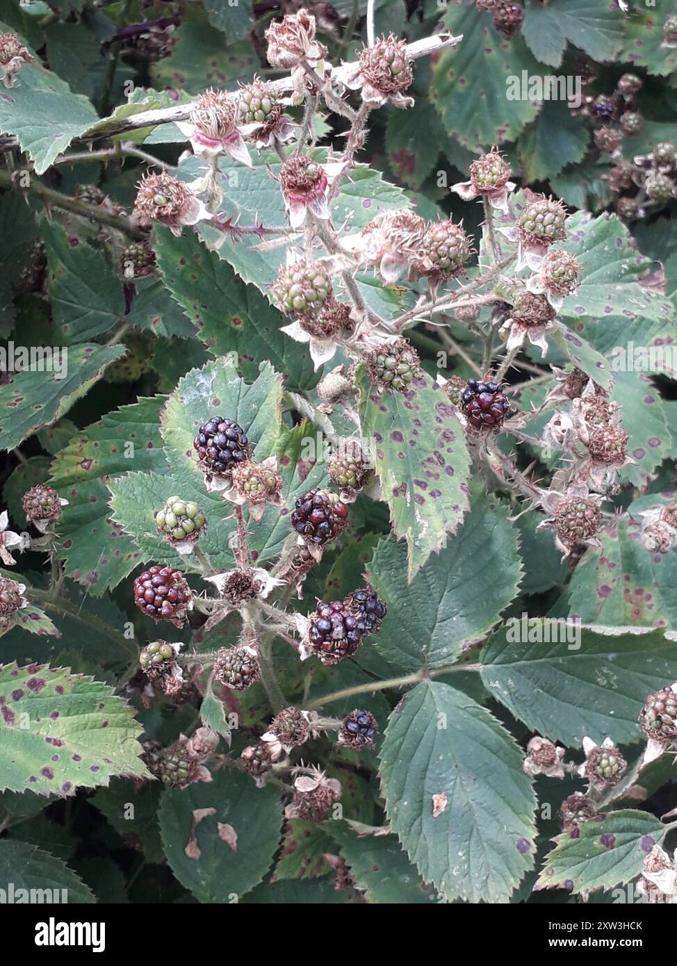 brambles (Rubus) Plantae Stock Photo - Alamy