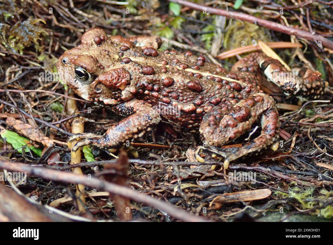 Western Toad (Anaxyrus boreas) Amphibia Stock Photo - Alamy