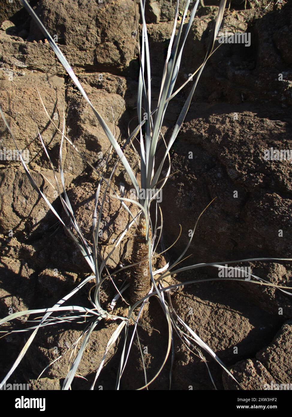 (Xerophyta hirtiflora) Plantae Stock Photo - Alamy