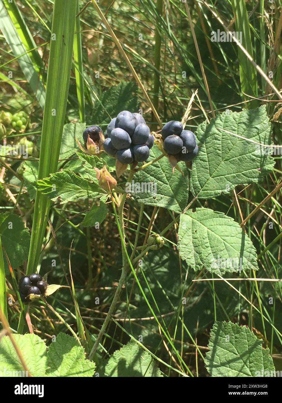 European dewberry (Rubus caesius) Plantae Stock Photo - Alamy