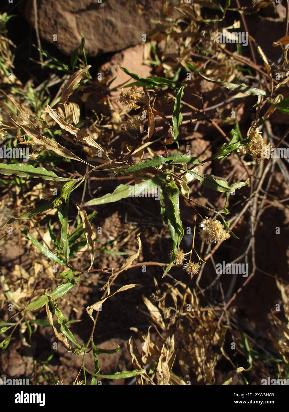 Sticky Psiadia (Psiadia punctulata) Plantae Stock Photo - Alamy