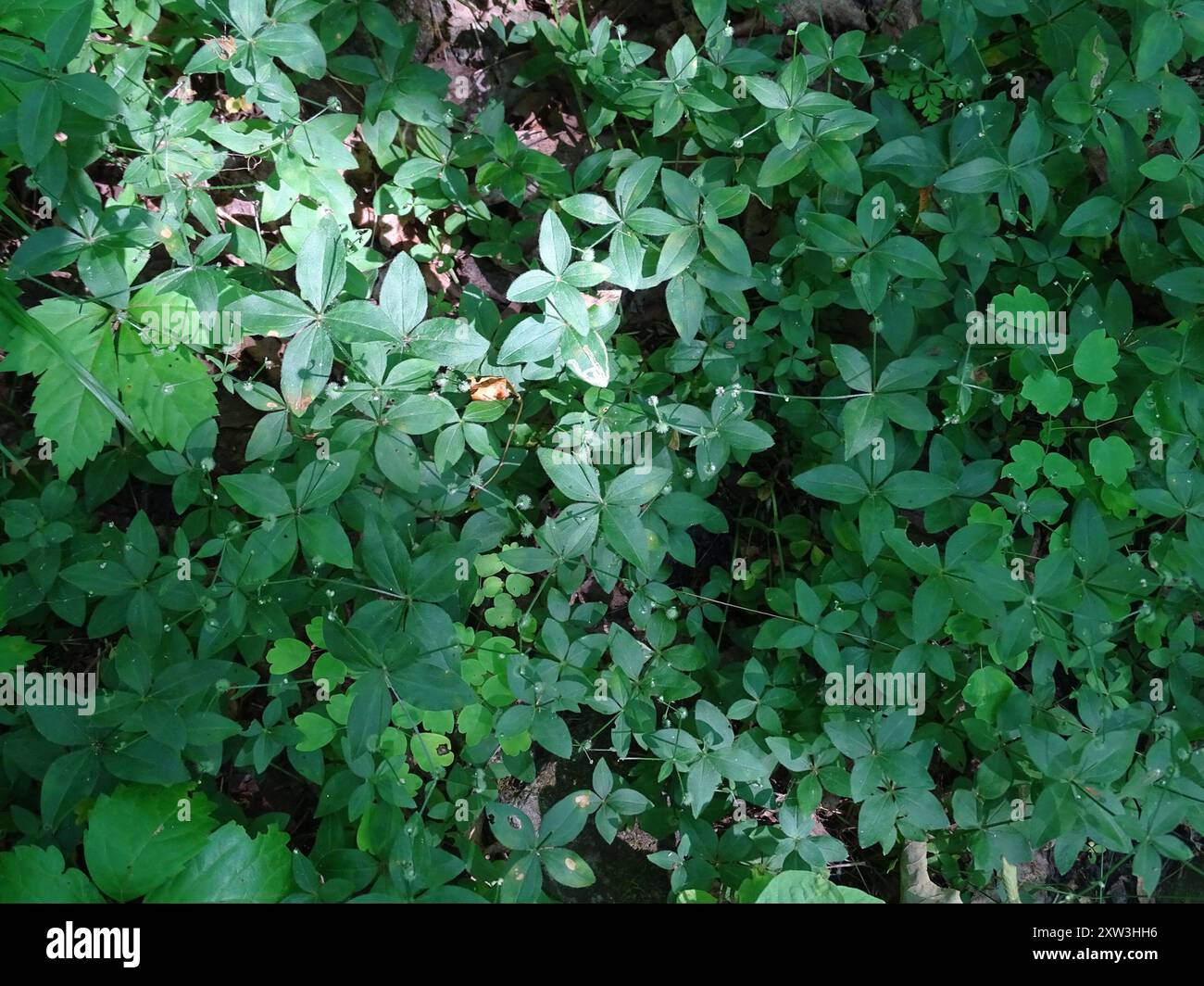 licorice bedstraw (Galium circaezans) Plantae Stock Photo - Alamy