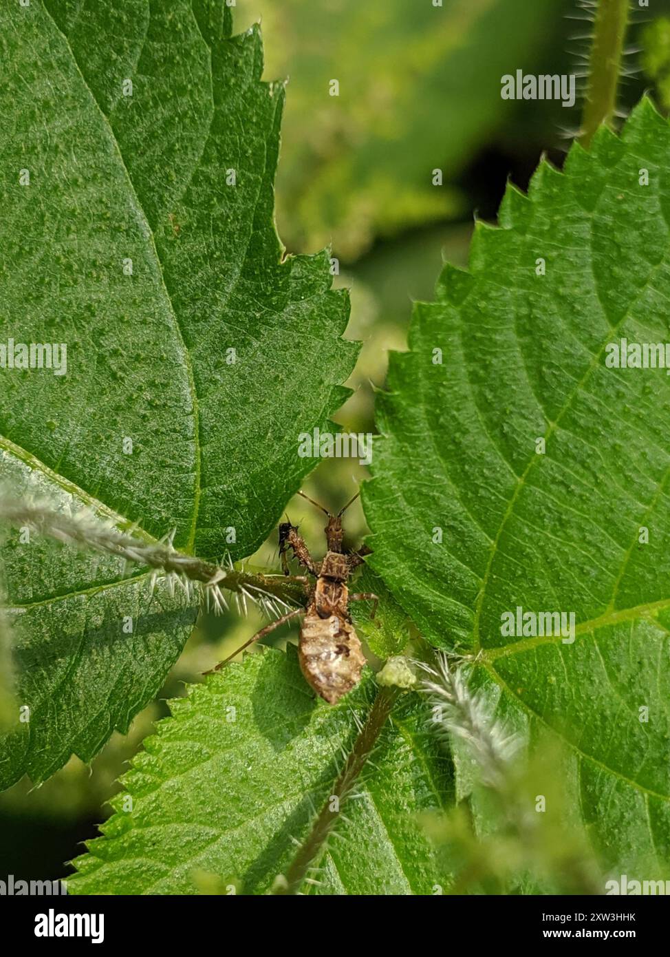 Assassin Bugs (Reduviidae) Insecta Stock Photo - Alamy