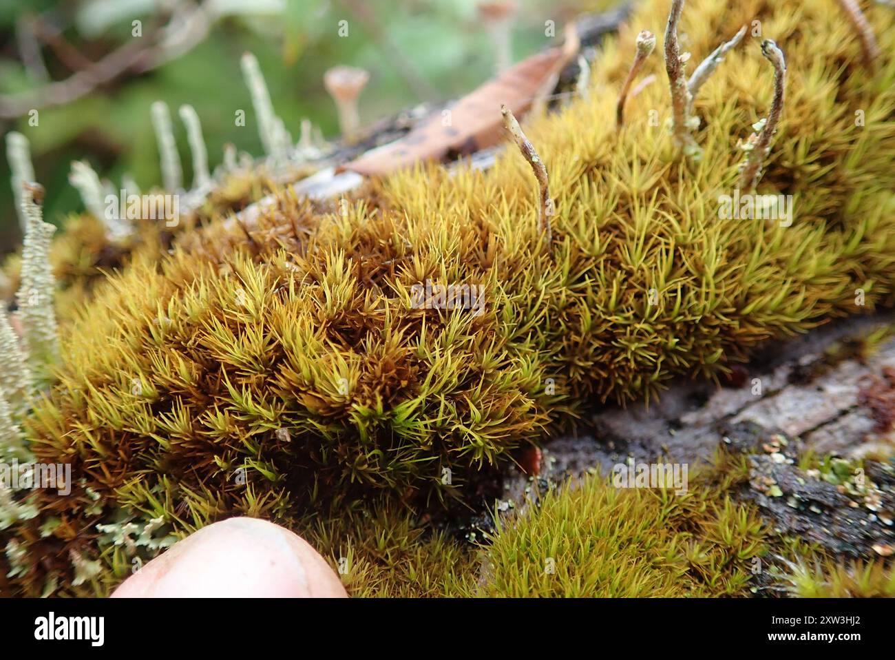 Fragile Fork-moss (Dicranum tauricum) Plantae Stock Photo - Alamy