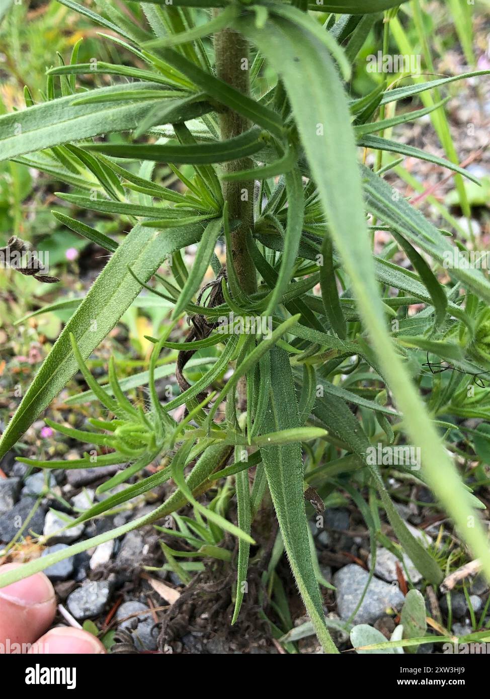 mountain tarweed (Madia glomerata) Plantae Stock Photo - Alamy