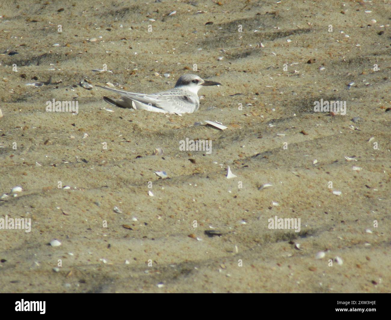 Least Tern (Sternula antillarum) Aves Stock Photo - Alamy