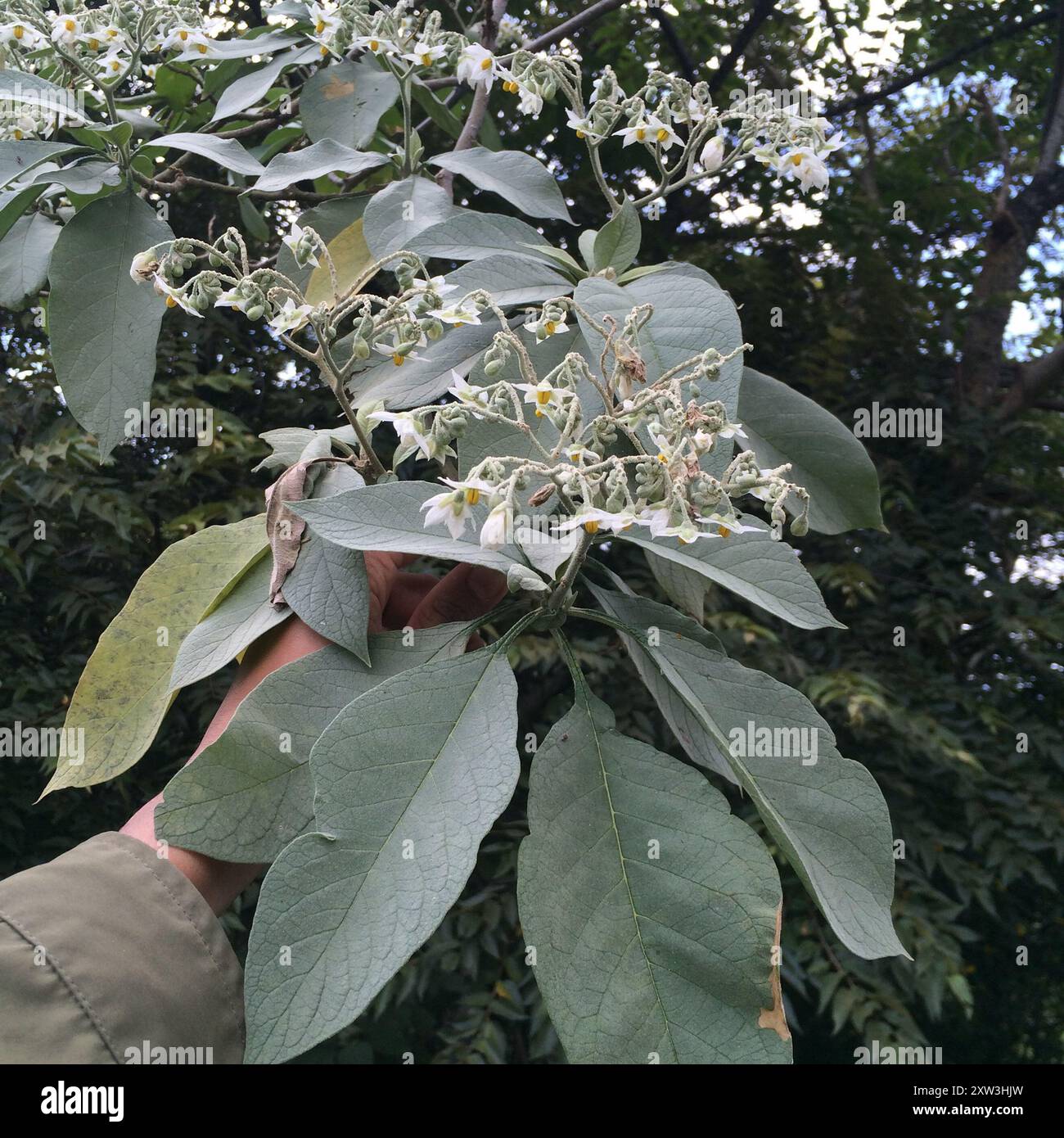 potato tree (Solanum erianthum) Plantae Stock Photo - Alamy