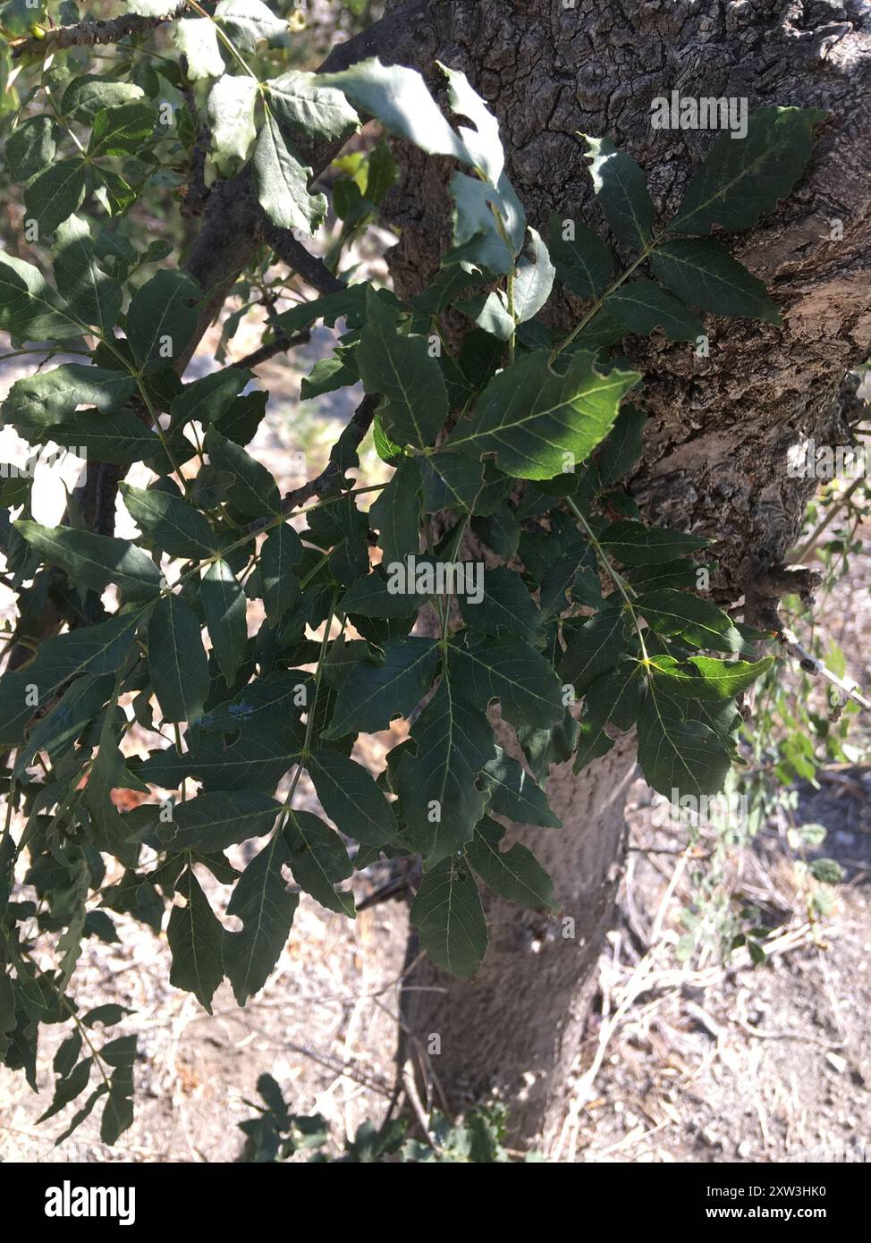 Narrow-leaved Ash (Fraxinus angustifolia) Plantae Stock Photo - Alamy