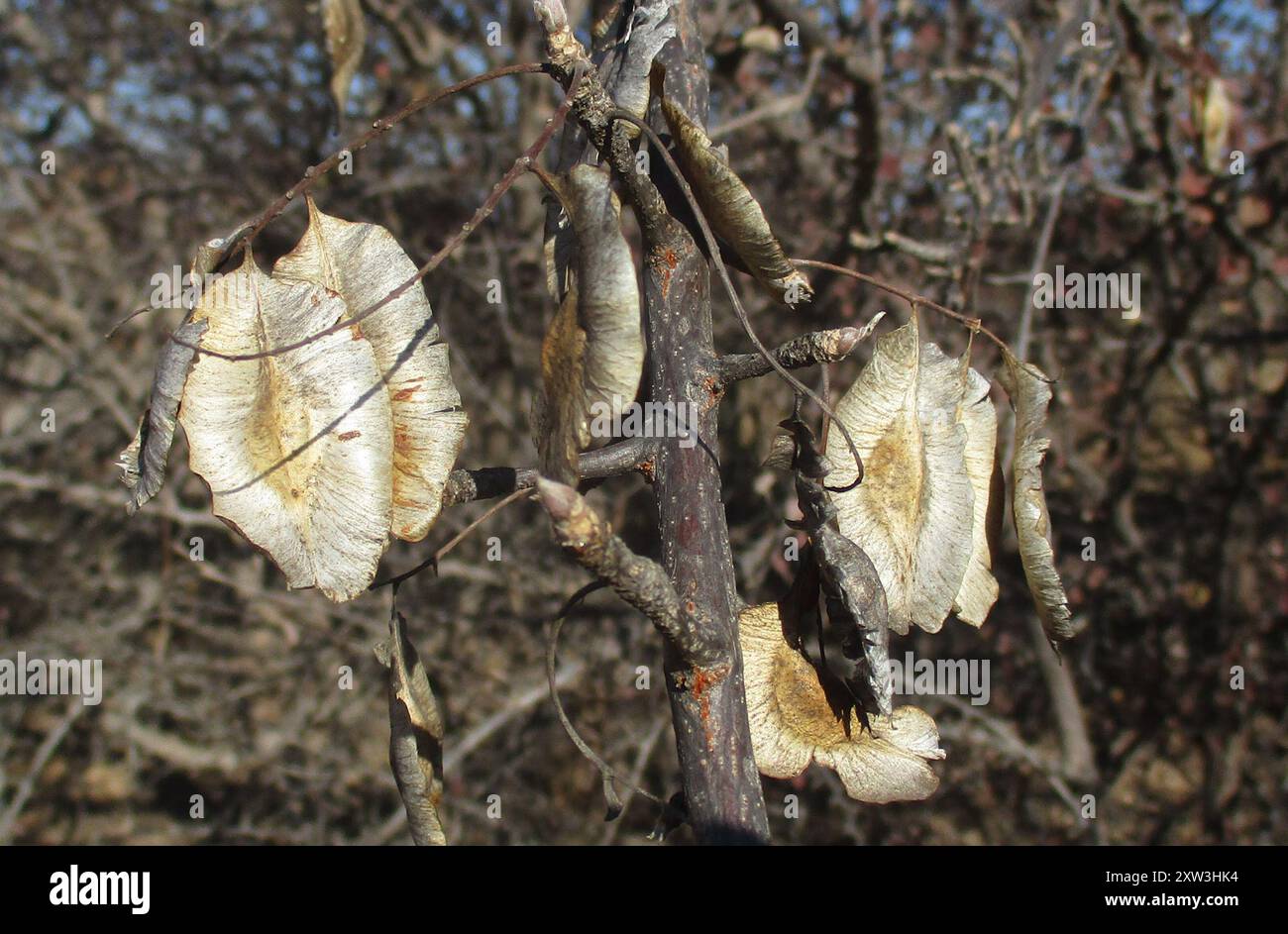 Purplepod clusterleaf (Terminalia prunioides) Plantae Stock Photo - Alamy