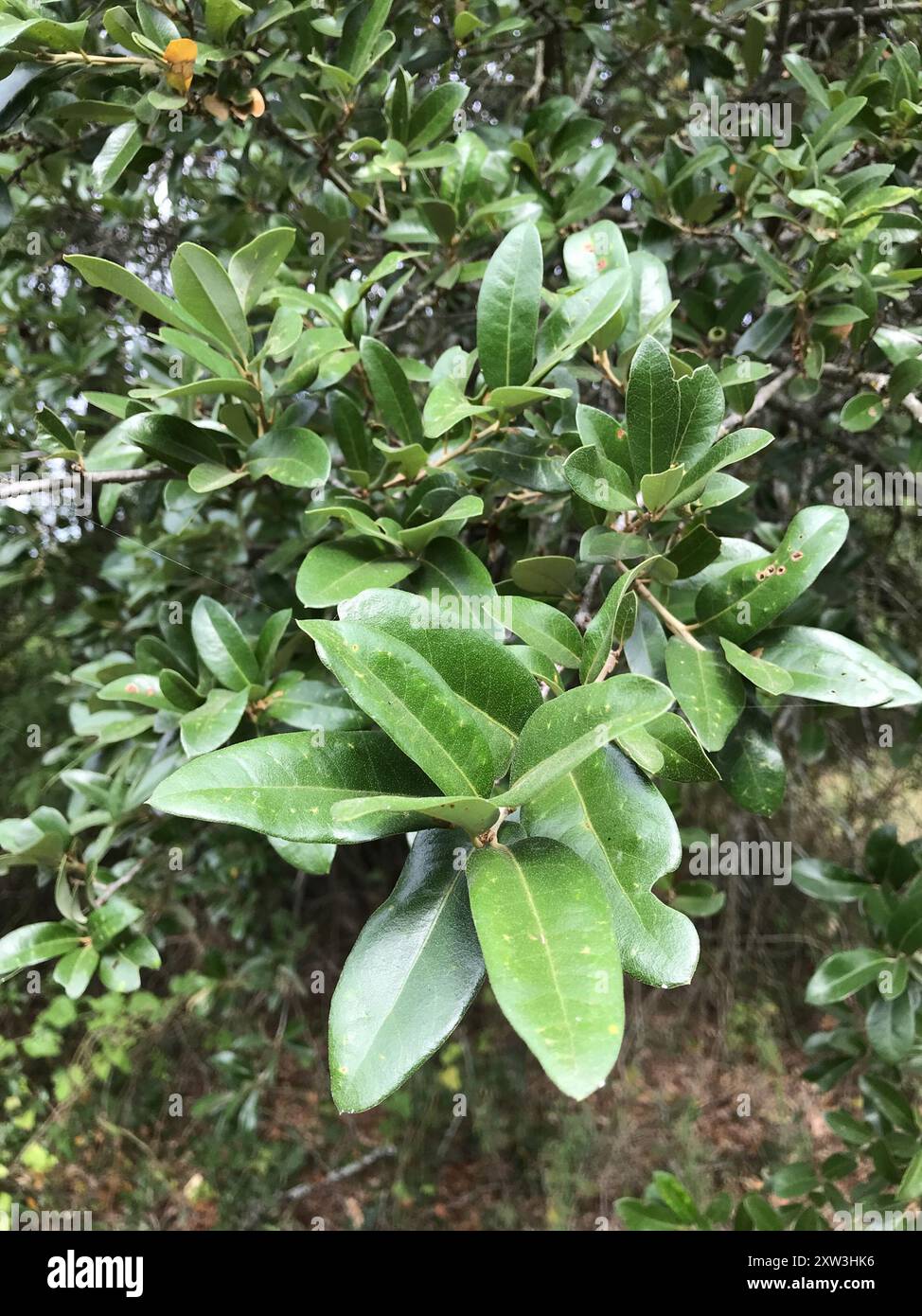 Texas live oak (Quercus fusiformis) Plantae Stock Photo - Alamy