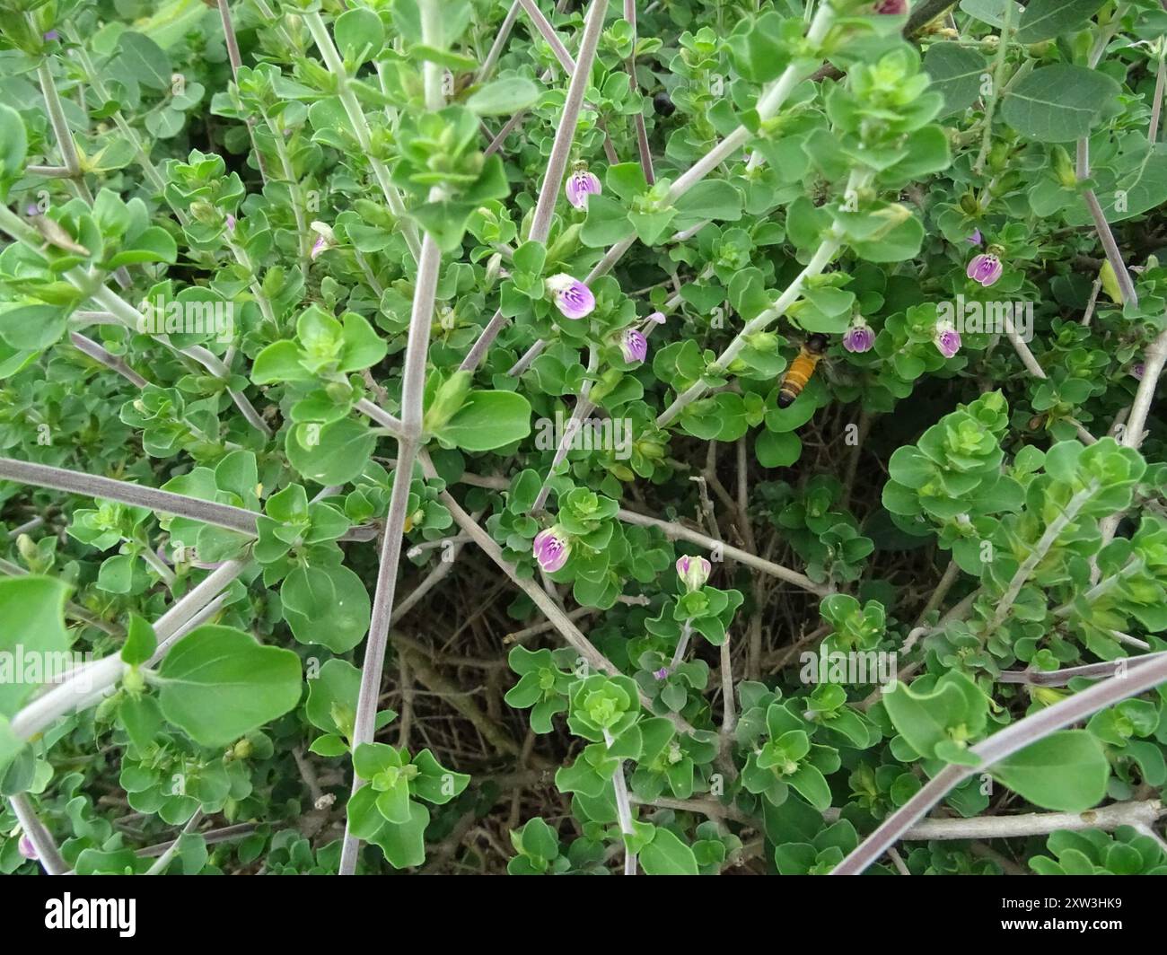 (Justicia simplex) Plantae Stock Photo - Alamy