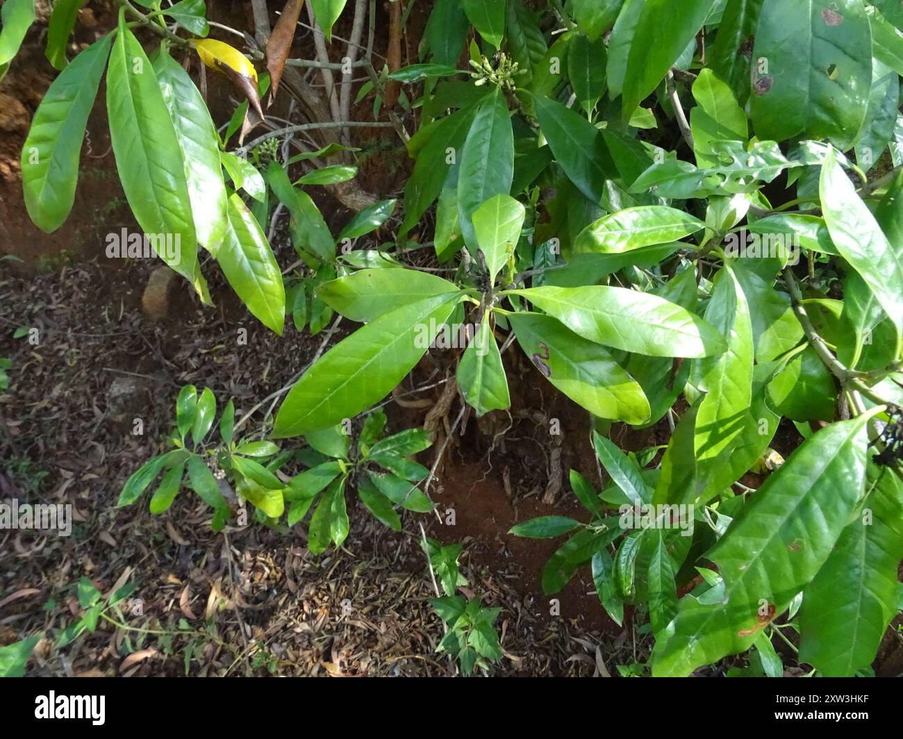 Asiatic tarenna (Tarenna asiatica) Plantae Stock Photo - Alamy