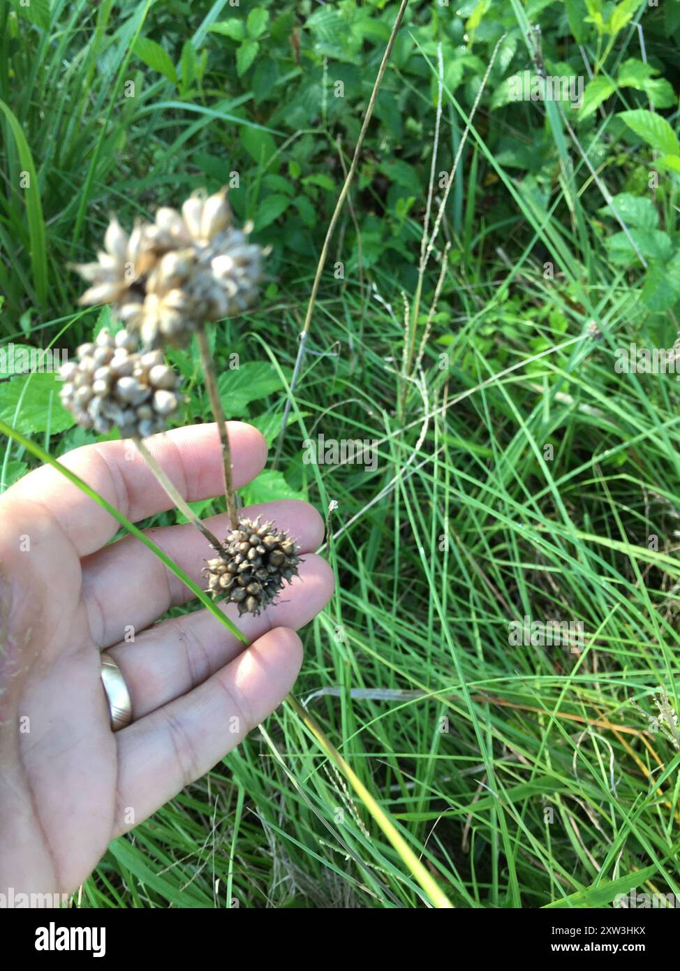 wild garlic (Allium vineale) Plantae Stock Photo - Alamy