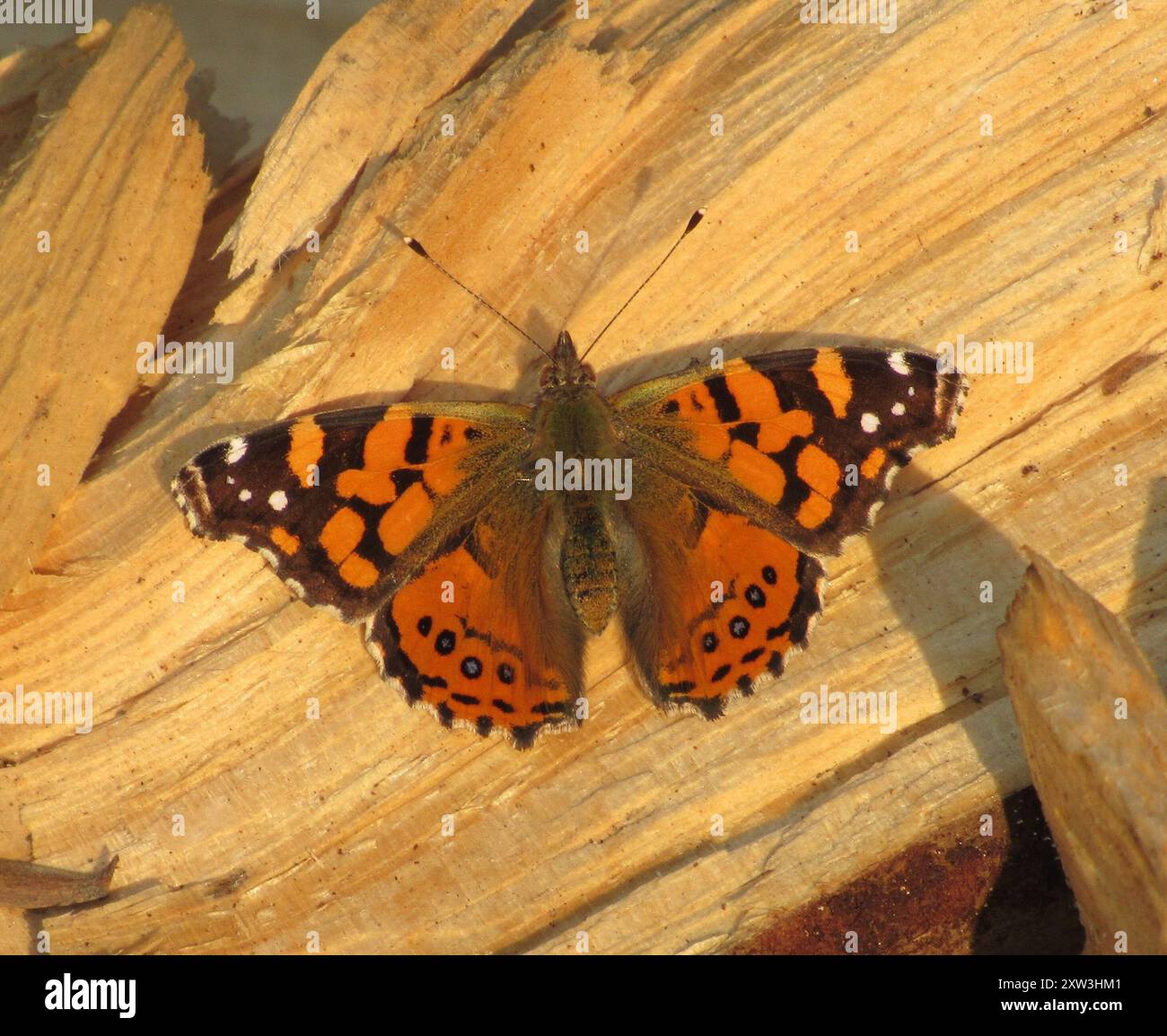 Subtropical Lady (Vanessa carye) Insecta Stock Photo - Alamy