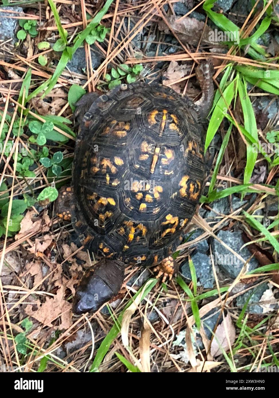 Eastern Box Turtle (Terrapene carolina carolina) Reptilia Stock Photo ...