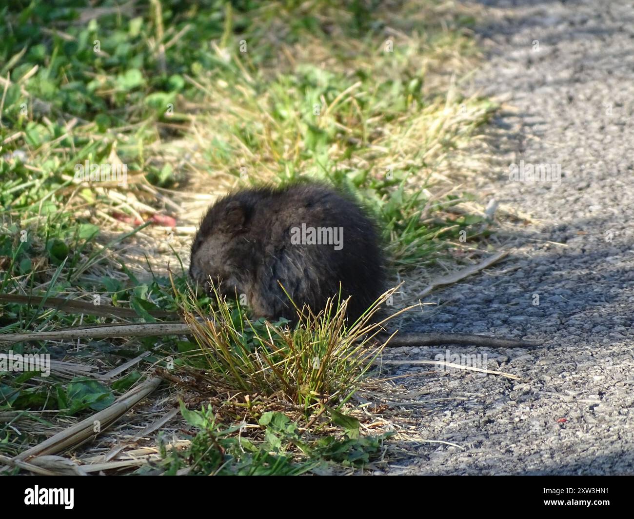 Muskrat (Ondatra zibethicus) Mammalia Stock Photo - Alamy