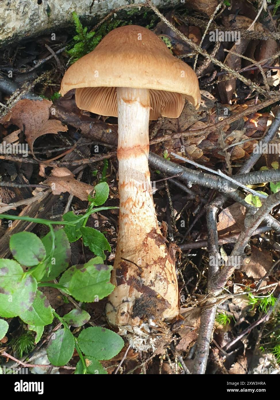 red-banded webcap (Cortinarius armillatus) Fungi Stock Photo - Alamy