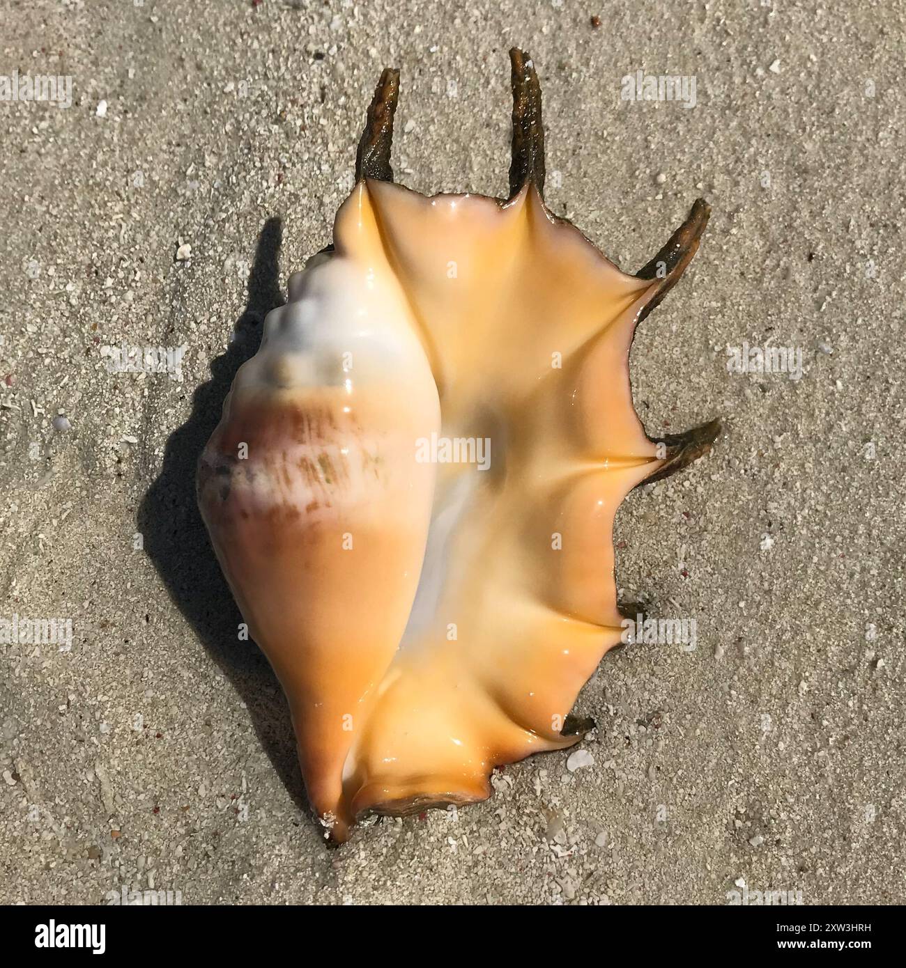 Giant Spider Conch (Lambis truncata) Mollusca Stock Photo - Alamy