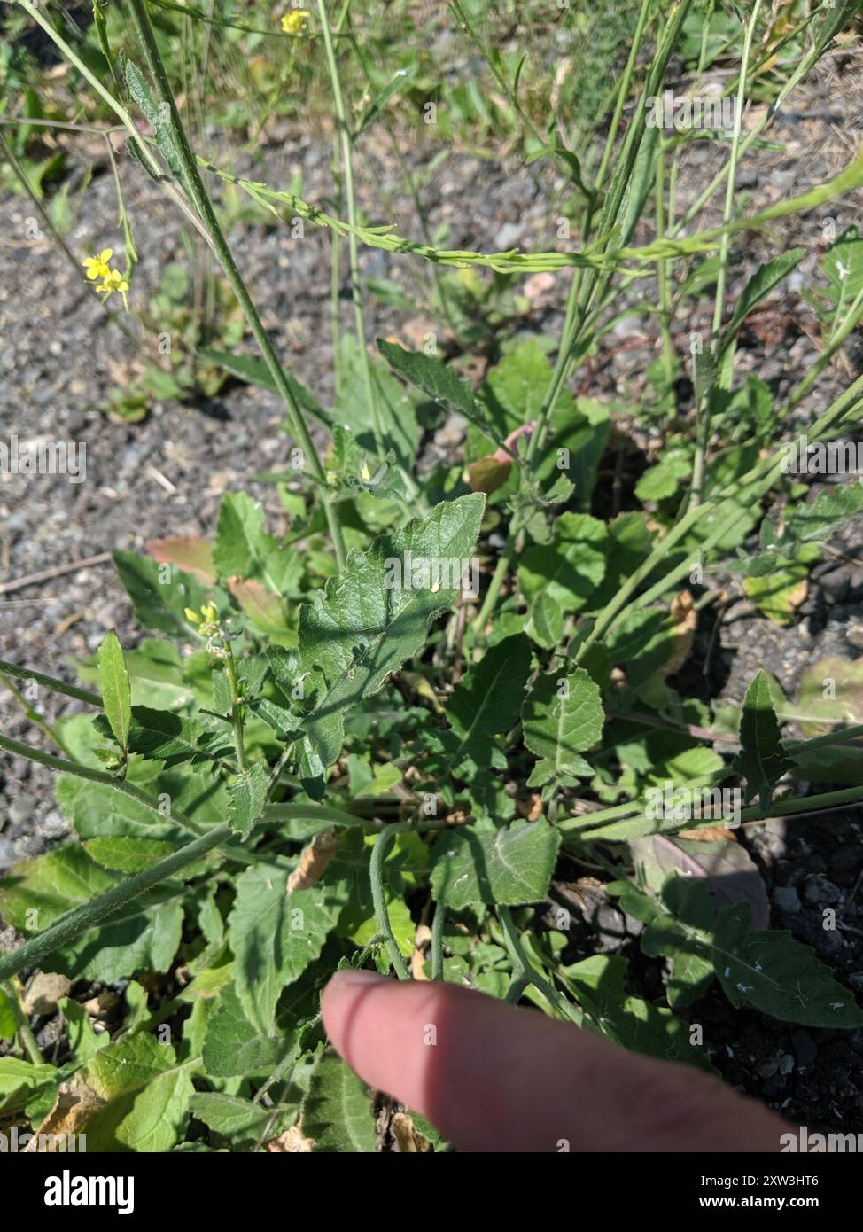 Shortpod Mustard (Hirschfeldia incana) Plantae Stock Photo - Alamy