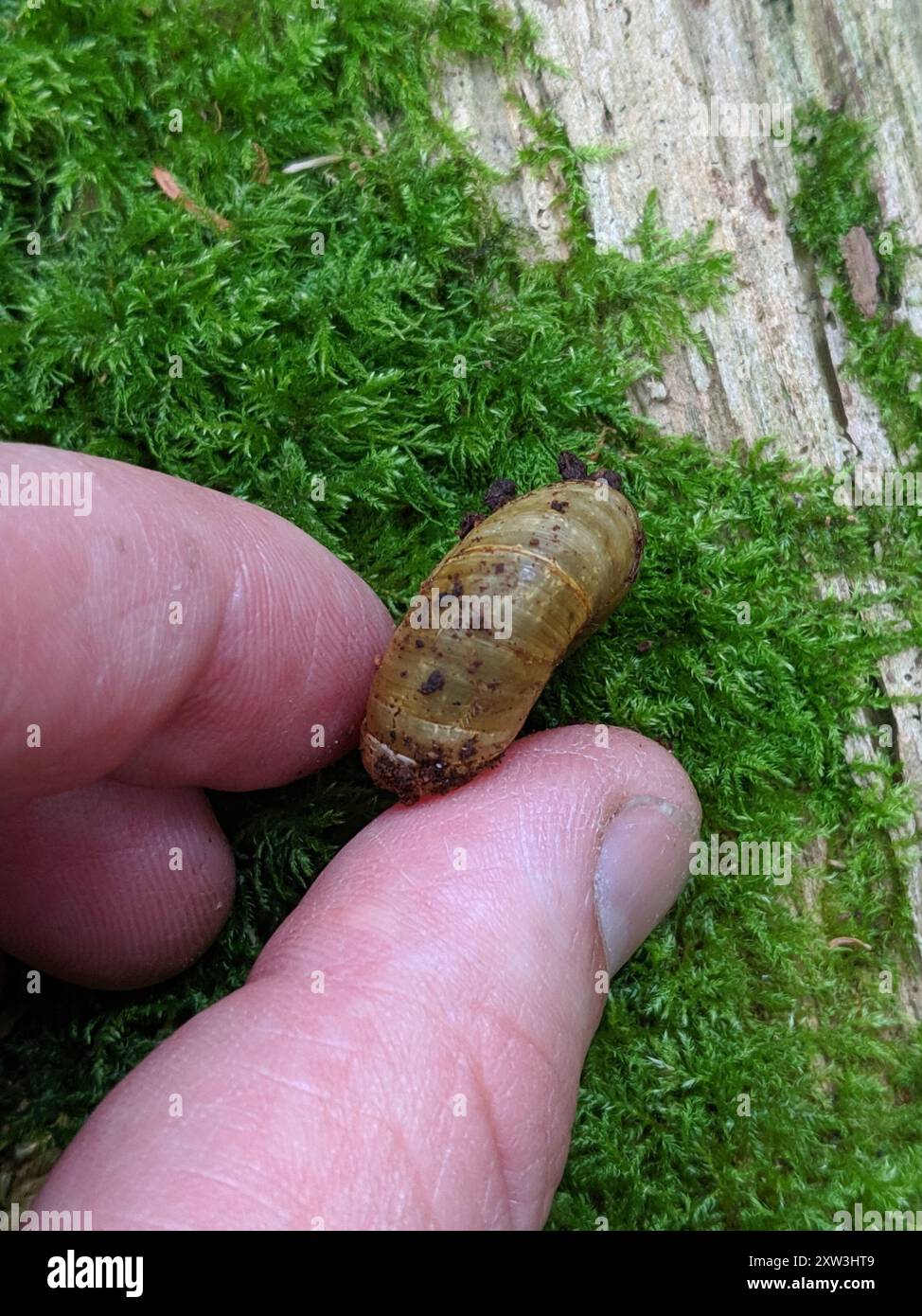 Robust Lancetooth Snail (Haplotrema vancouverense) Mollusca Stock Photo ...