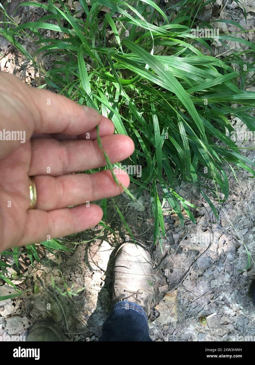 Slender False Brome (Brachypodium sylvaticum) Plantae Stock Photo - Alamy