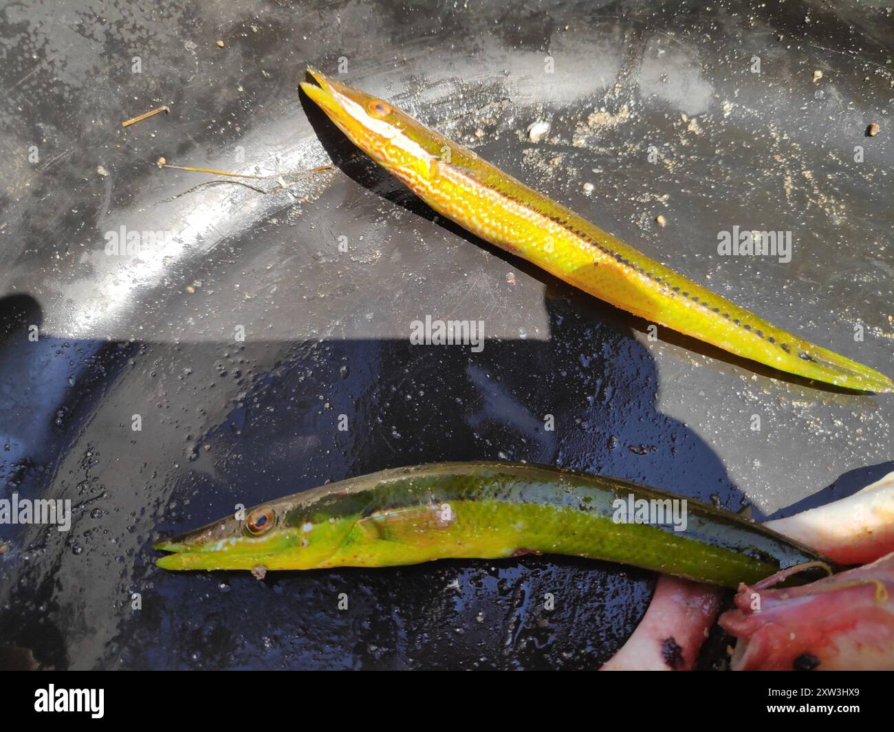 Cigar Wrasse (Cheilio inermis) Actinopterygii Stock Photo - Alamy