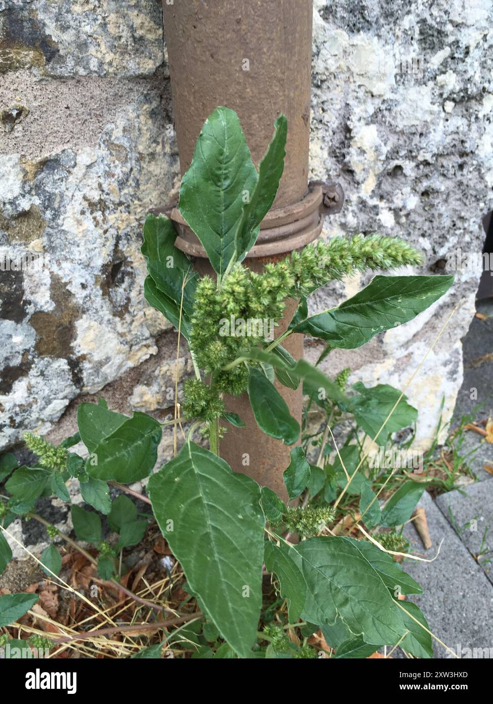 Redroot Amaranth (Amaranthus retroflexus) Plantae Stock Photo - Alamy