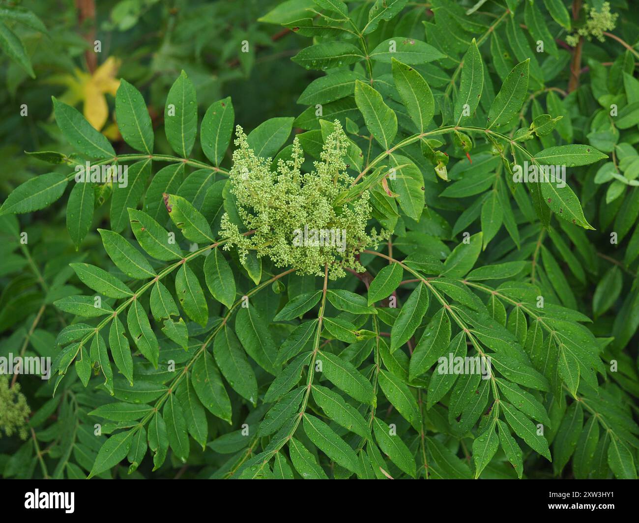 shining sumac (Rhus copallinum) Plantae Stock Photo - Alamy