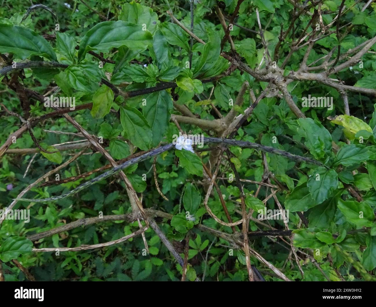 Porterweed (Stachytarpheta) Plantae Stock Photo - Alamy