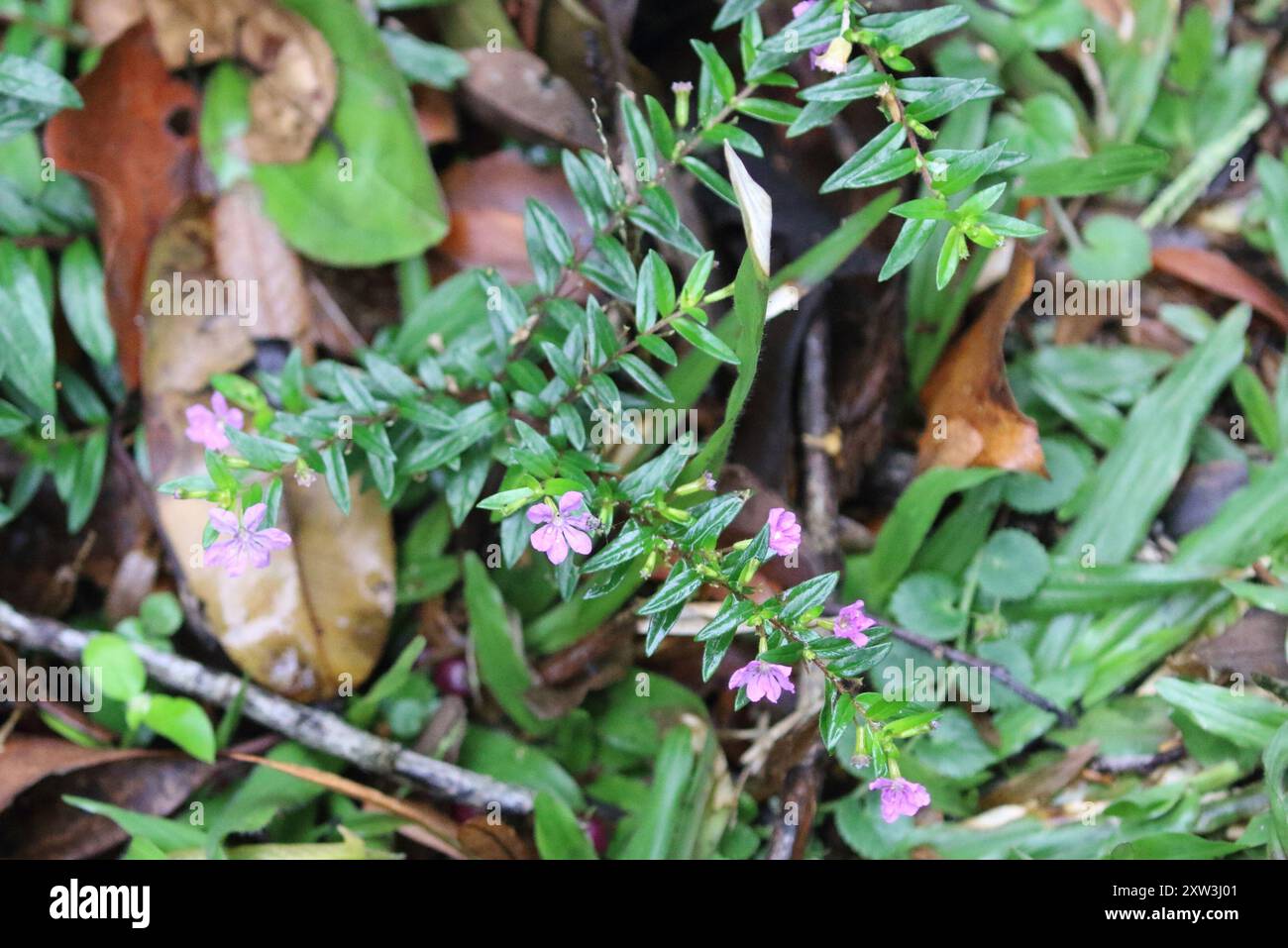 False heather (Cuphea hyssopifolia) Plantae Stock Photo - Alamy
