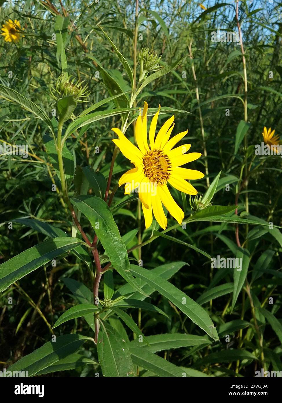sawtooth sunflower (Helianthus grosseserratus) Plantae Stock Photo - Alamy