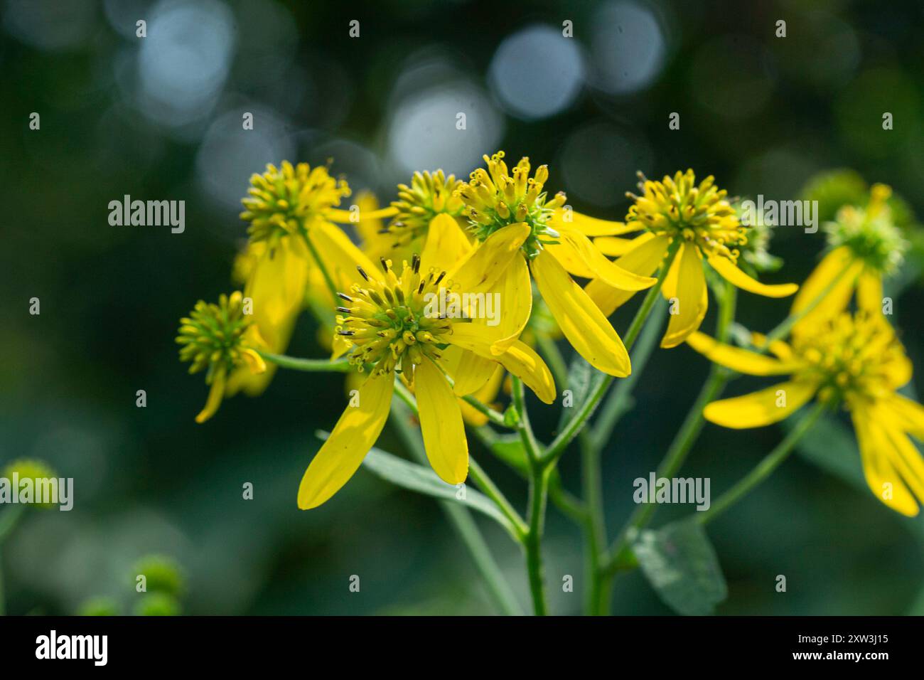 Wingstem (Verbesina alternifolia) Plantae Stock Photo - Alamy
