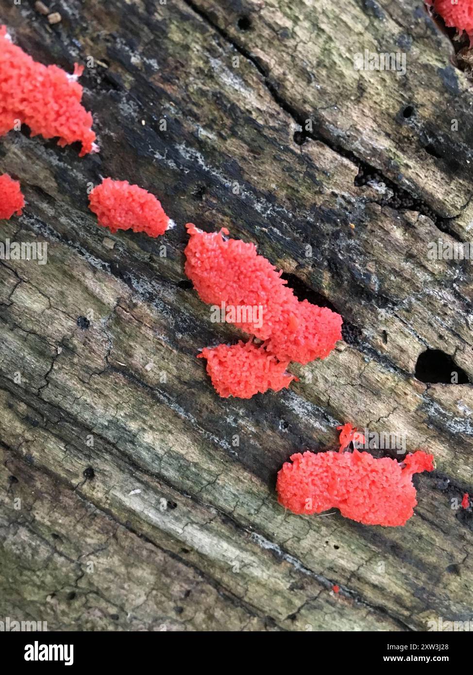 Red Raspberry Slime Mold (Tubifera ferruginosa) Protozoa Stock Photo ...
