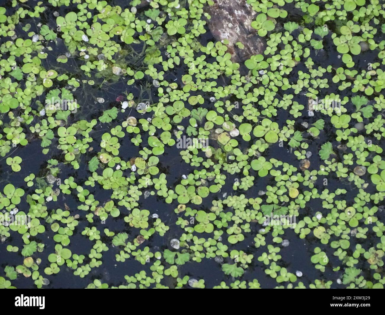 greater duckweed (Spirodela polyrhiza) Plantae Stock Photo - Alamy