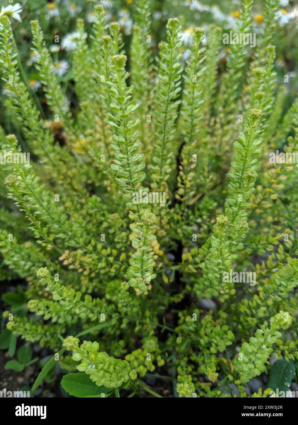 vascular plants (Tracheophyta) Plantae Stock Photo - Alamy